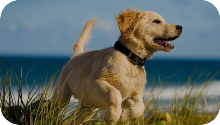 Kippy the GPS tracker that tracks your dog and cat