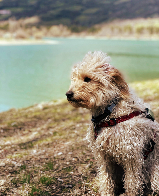 GPS collar for dogs and cats: the best pet trackers | Kippy