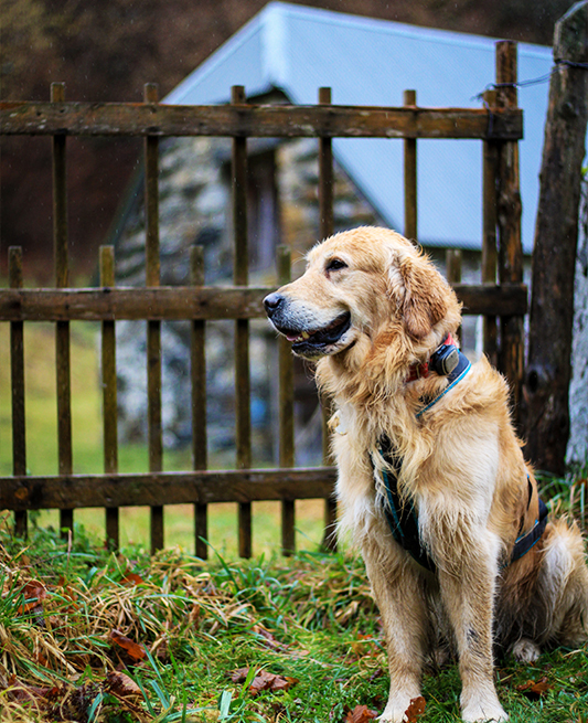 GPS collar for dogs and cats: the best pet trackers | Kippy