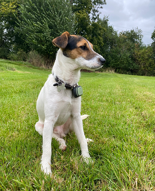 GPS collar for dogs and cats: the best pet trackers | Kippy