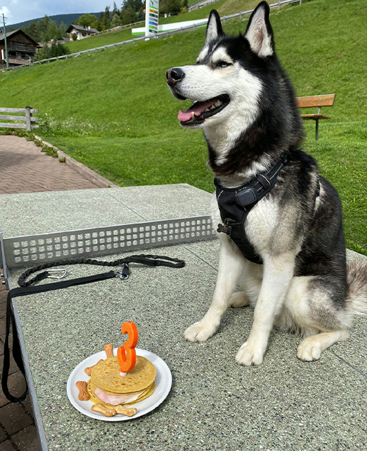 Localizador GPS para perros y gatos: localice a su mascota | Kippy