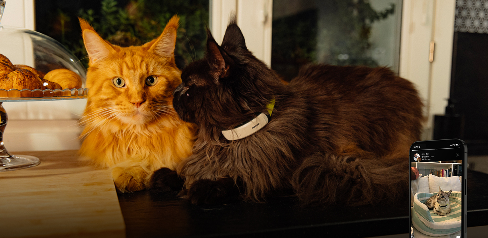 Kippy CAT: Suivi d'activité GPS pour chats | Kippy